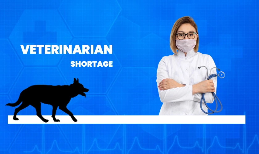 Researchers investigates solutions for veterinarian shortage